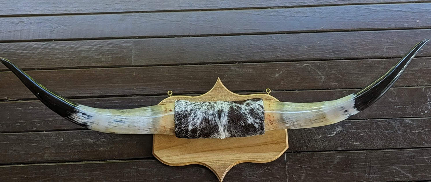 Mounted Australian Horns– Cowgirl Country
