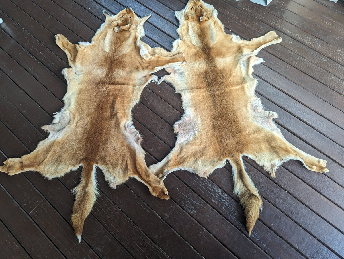 Dingo pelts– Cowgirl Country