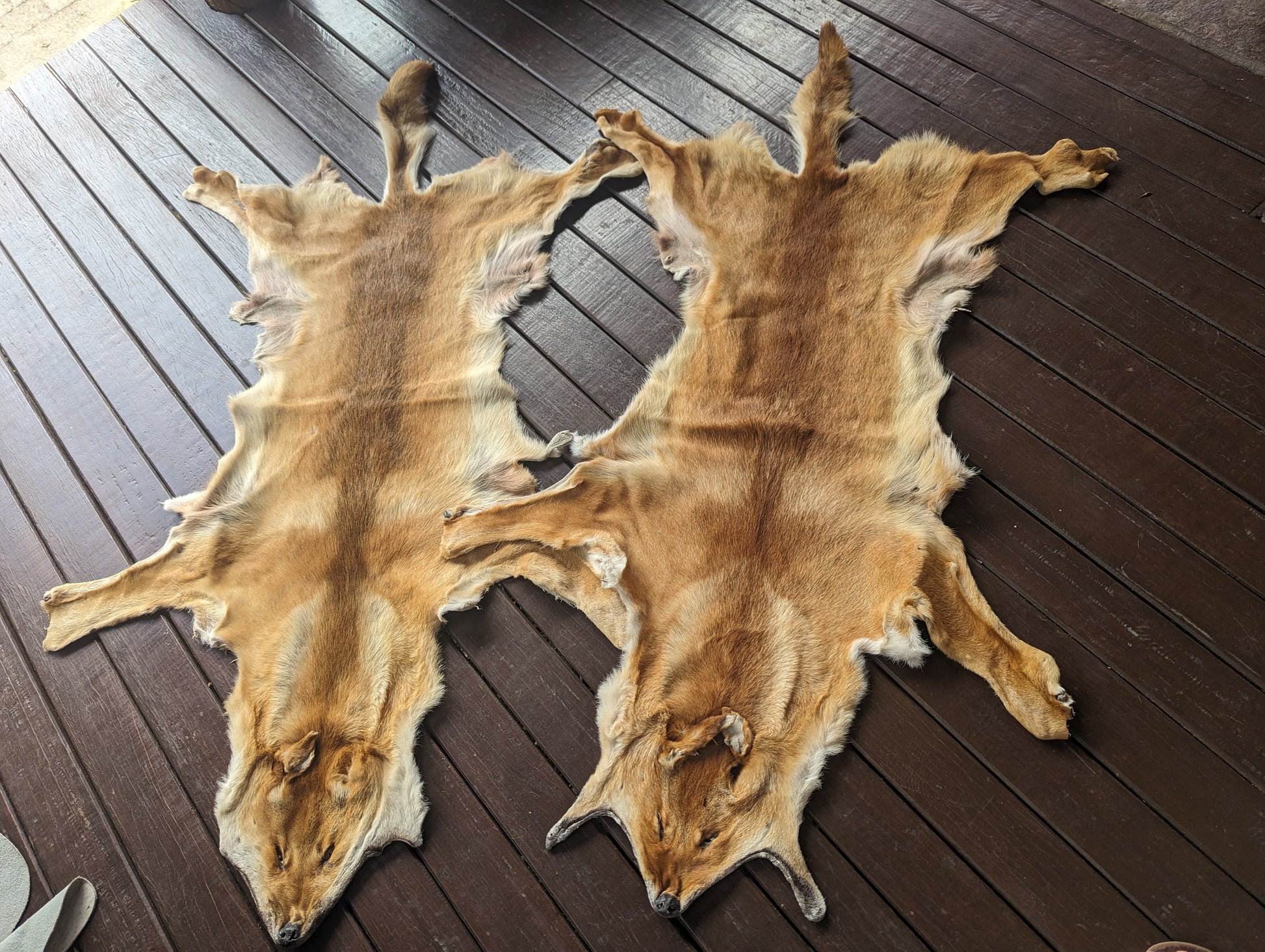 Dingo pelts – Cowgirl Country