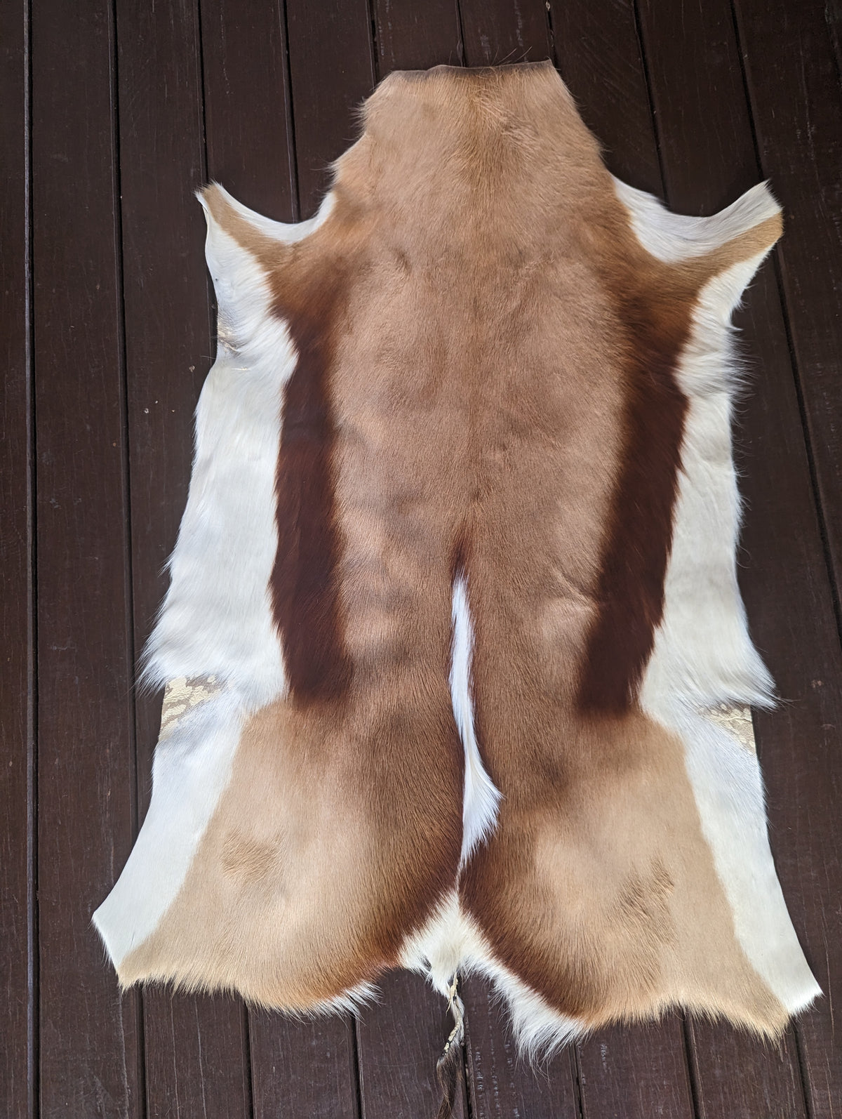 Springbok– Cowgirl Country