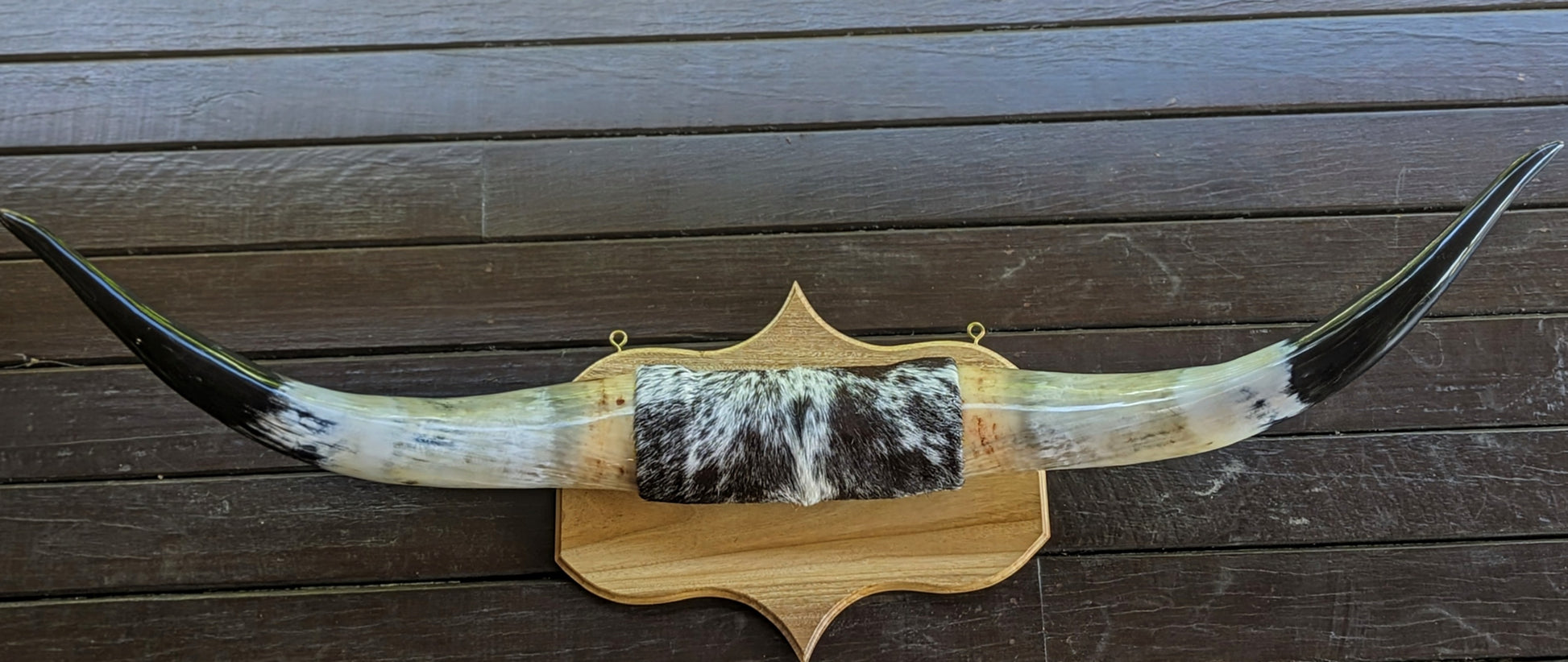 Australian horns – Cowgirl Country